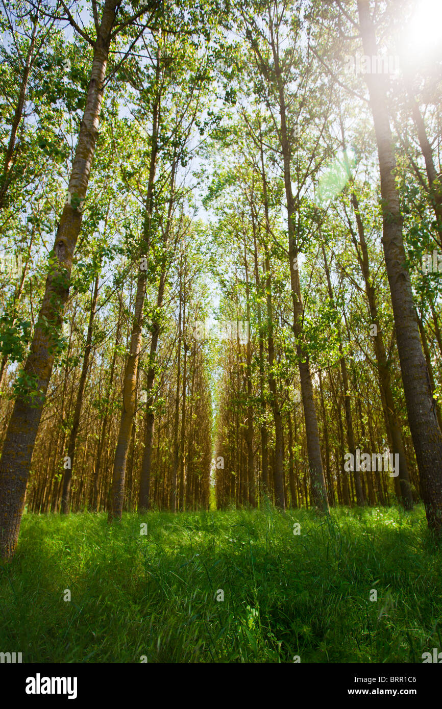 Light shining between a forest of trees Stock Photo - Alamy