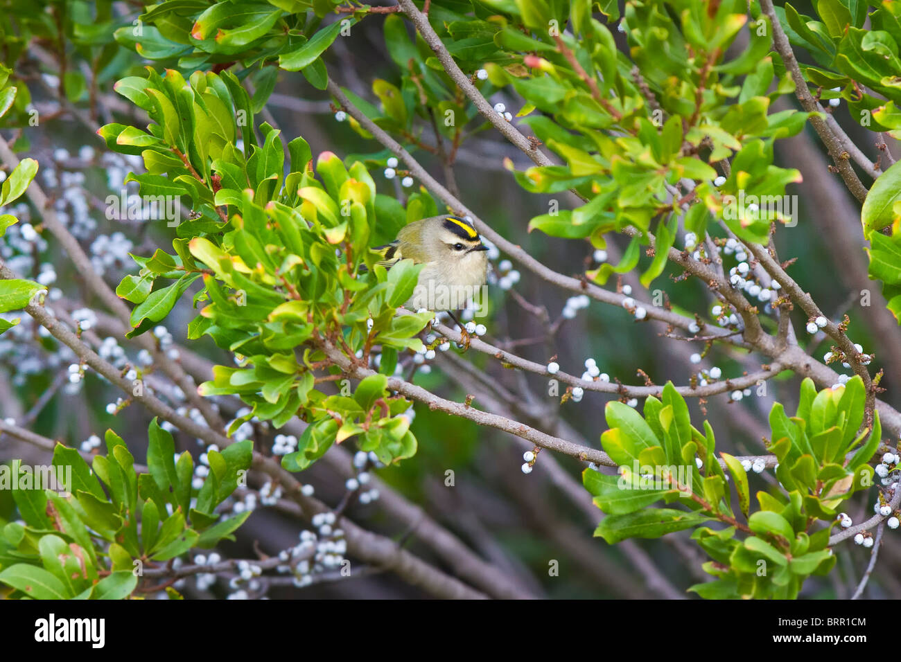 Golden Crowned Kinglet High Resolution Stock Photography and Images - Alamy
