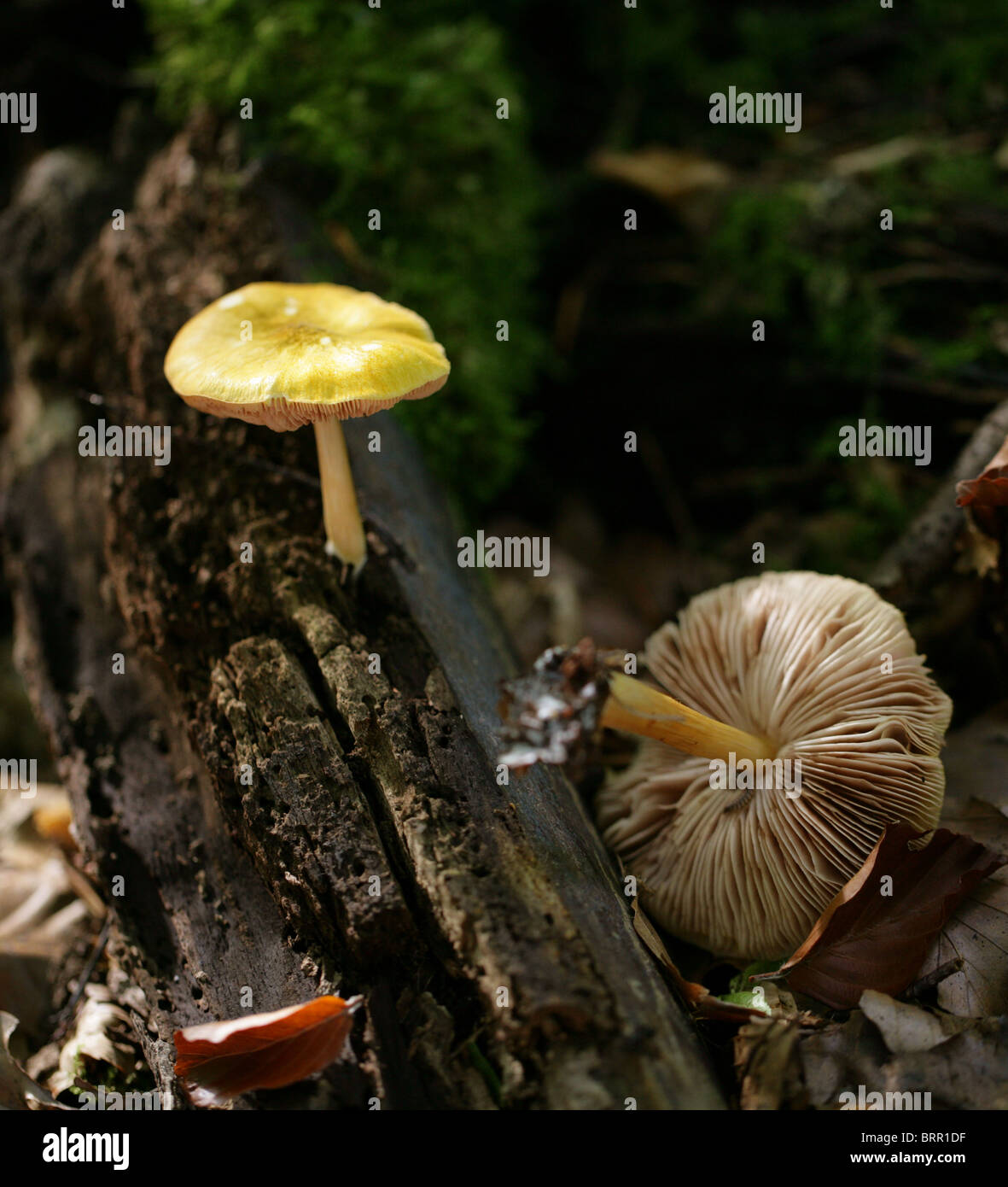 Yellow Shield, Pluteus chrysophaeus (syn. P. Luteovirens), Pluteaceae ...
