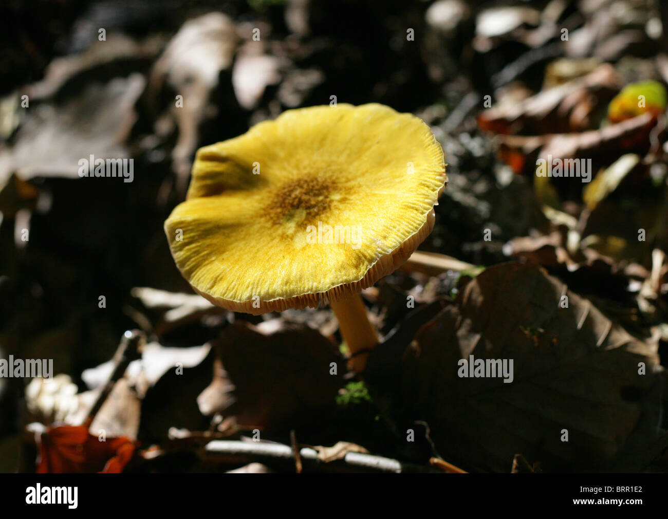 Yellow Shield, Pluteus chrysophaeus (syn. P. Luteovirens), Pluteaceae ...