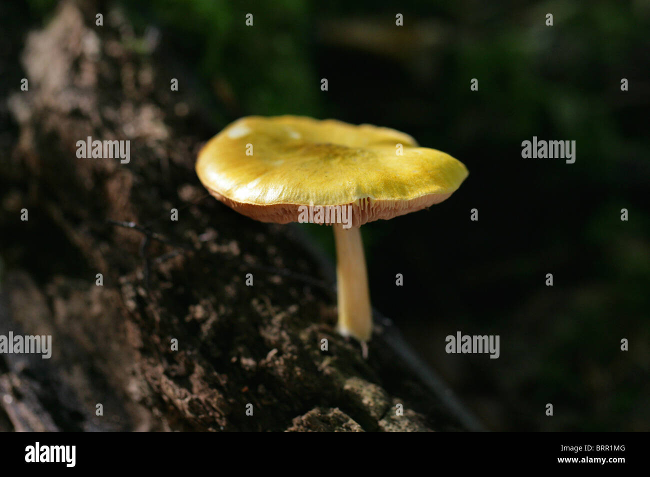 Yellow Shield, Pluteus chrysophaeus (syn. P. Luteovirens), Pluteaceae ...