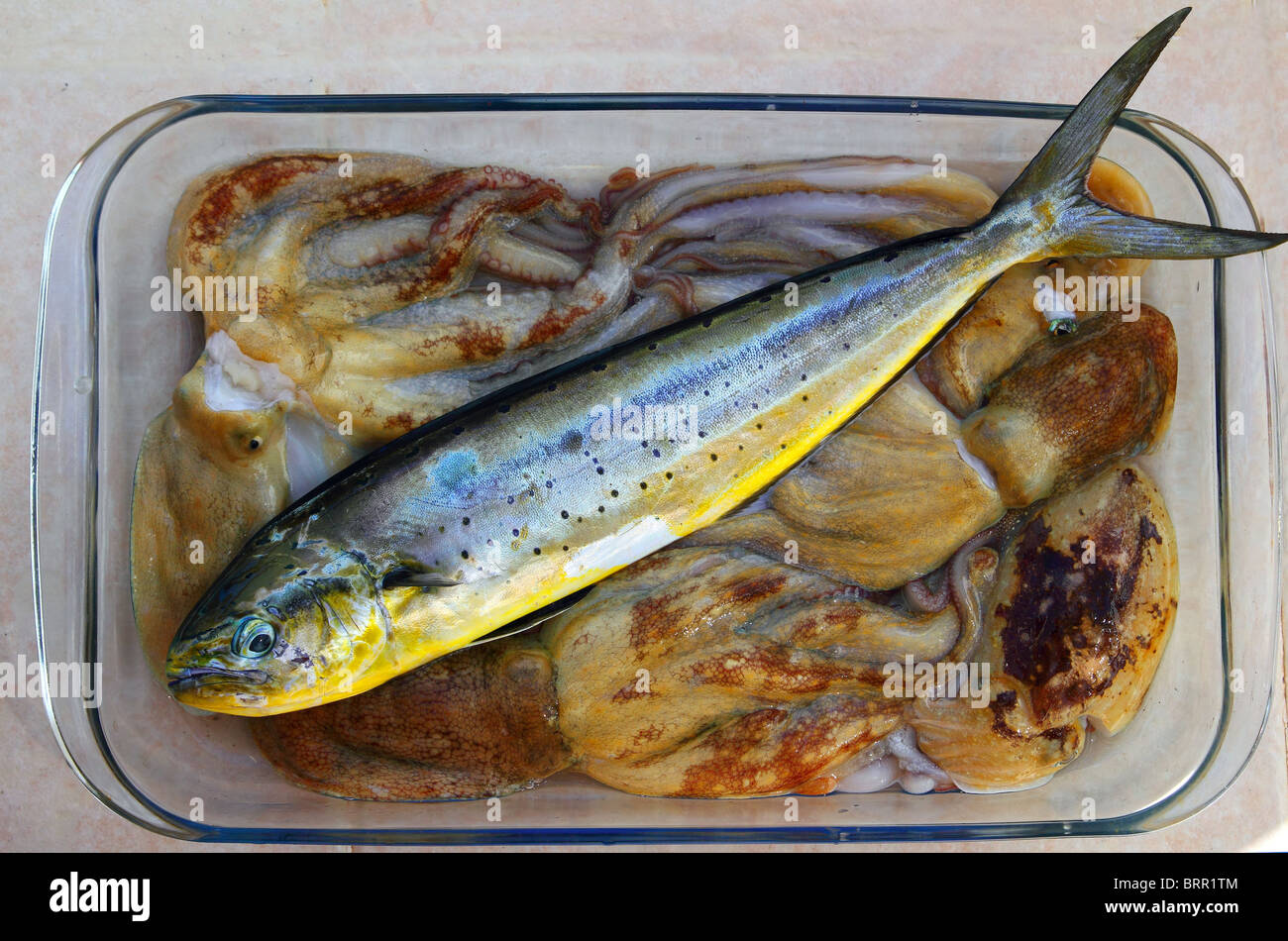 Dolphin fish dorado octopus and cuttlefish fishing catch Stock Photo ...