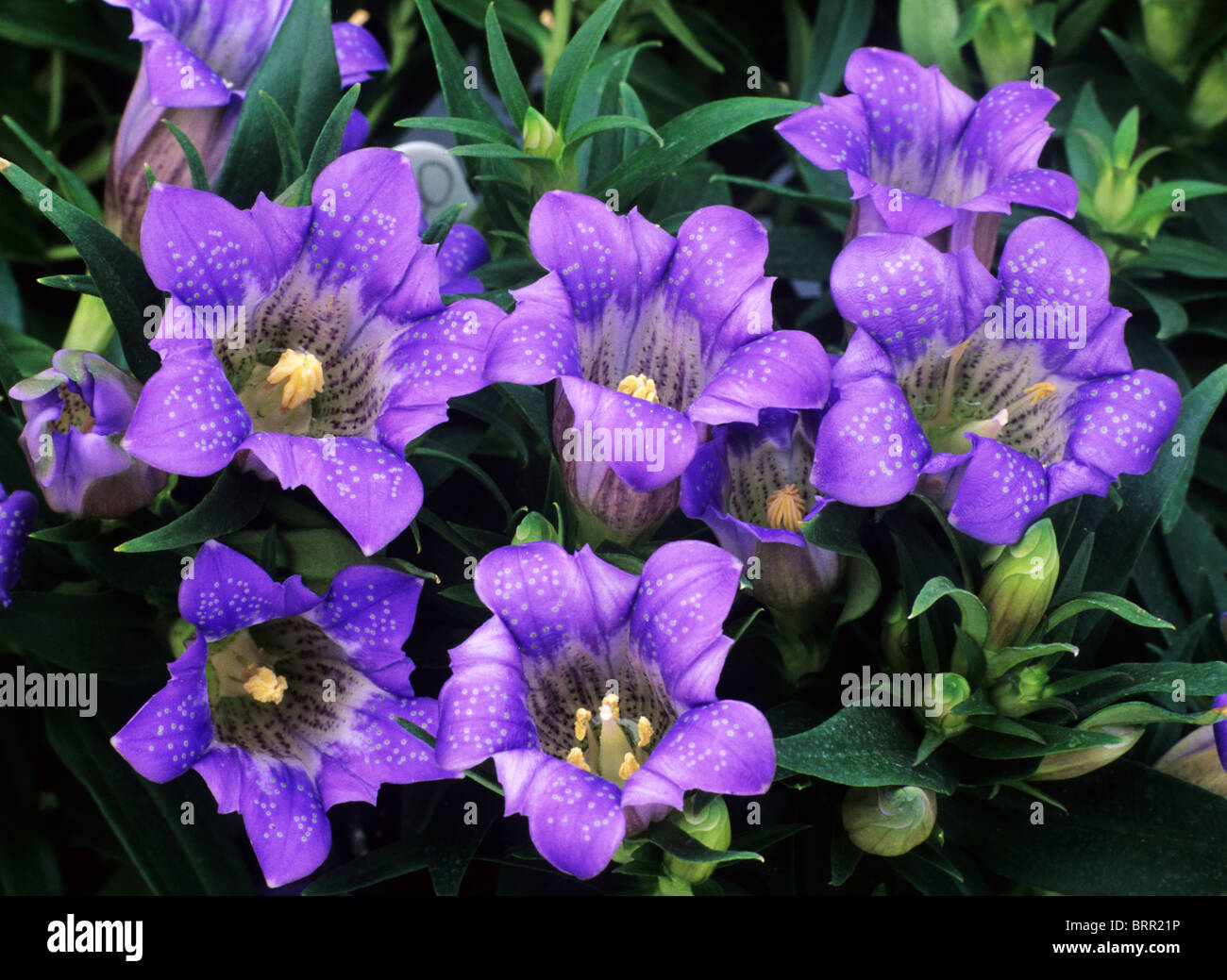 Gentiana 'Rocky Diamond' gentians gentian blue flower flowers garden ...