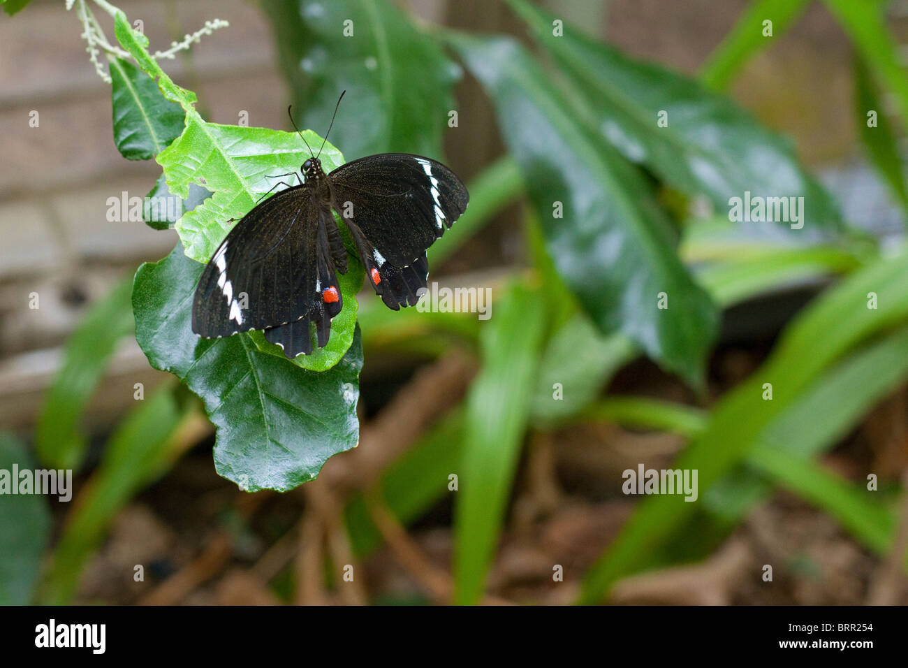 Australian red admiral butterfly au insects Stock Photo - Alamy