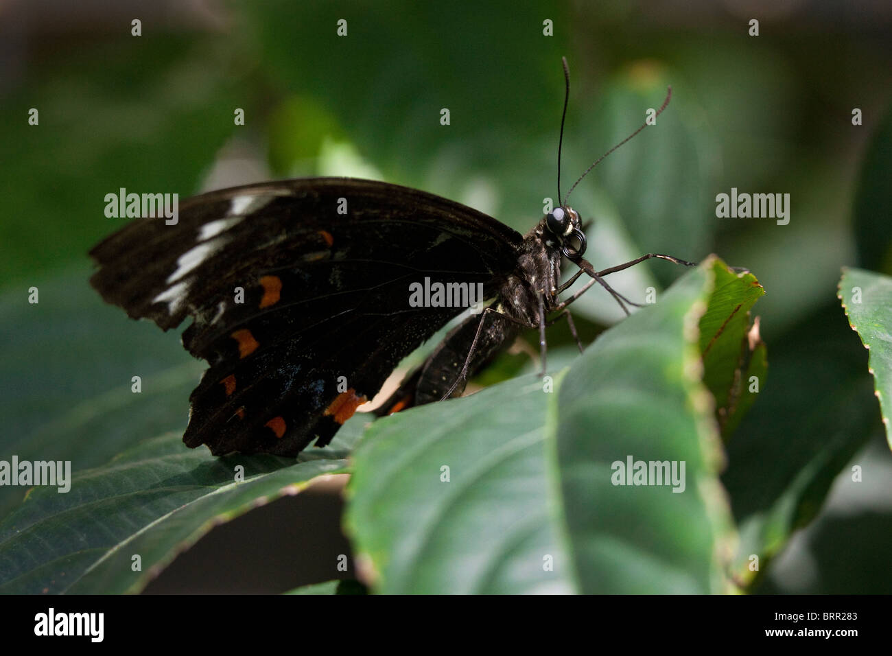 Butterfly melbourne hi-res stock photography and images - Alamy