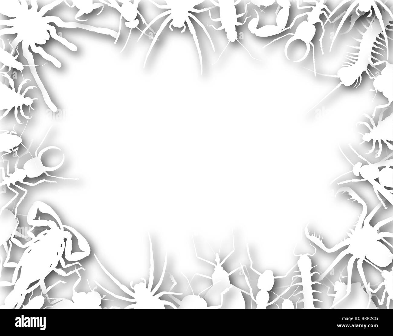 Border frame of outlines of insects and other invertebrates Stock Photo ...