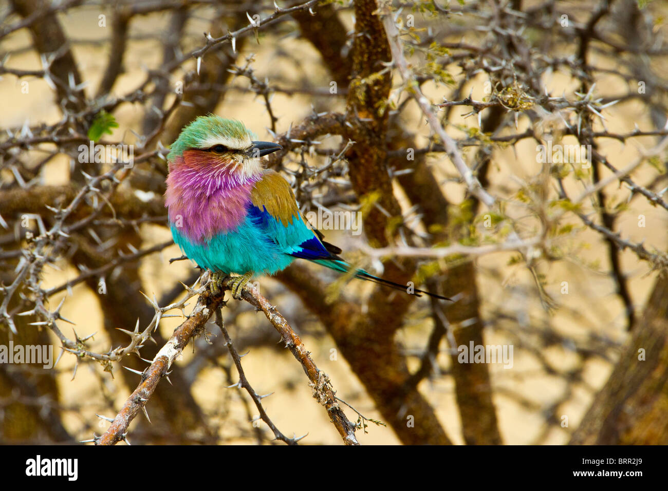 Moremi gr hi-res stock photography and images - Alamy