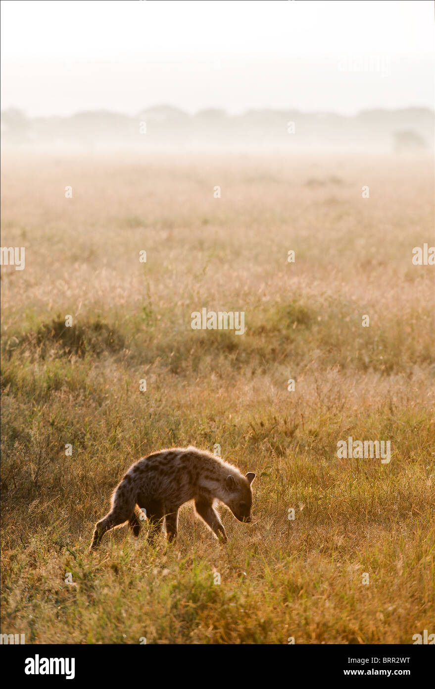 Hyena eyes hi-res stock photography and images - Alamy