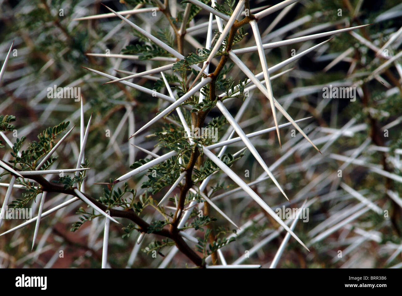 Kameeldoring hi-res stock photography and images - Alamy
