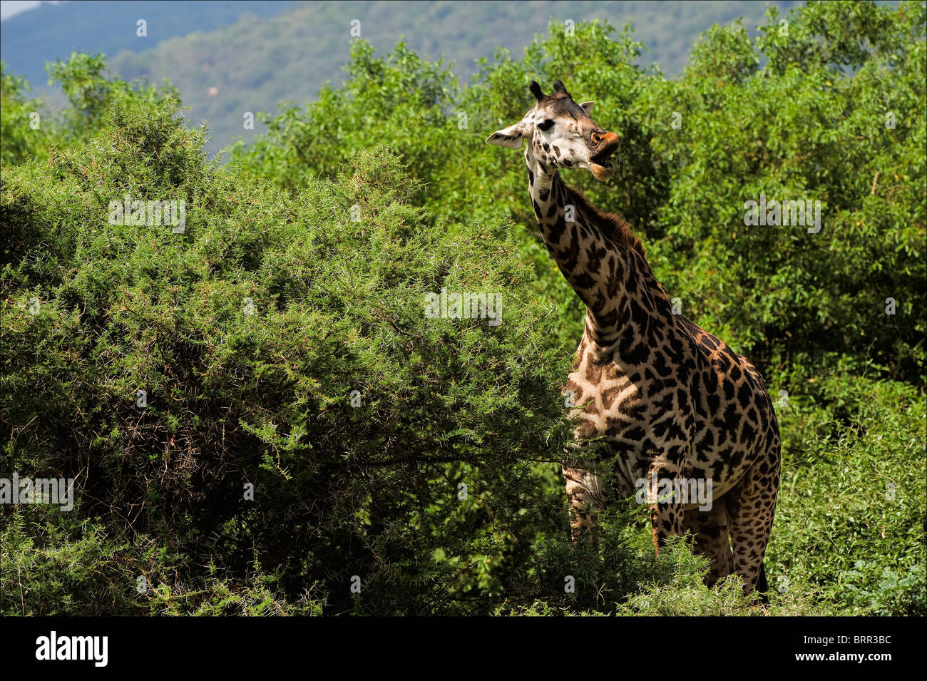 The giraffe also eats a prickly acacia. The giraffe has broken from a ...