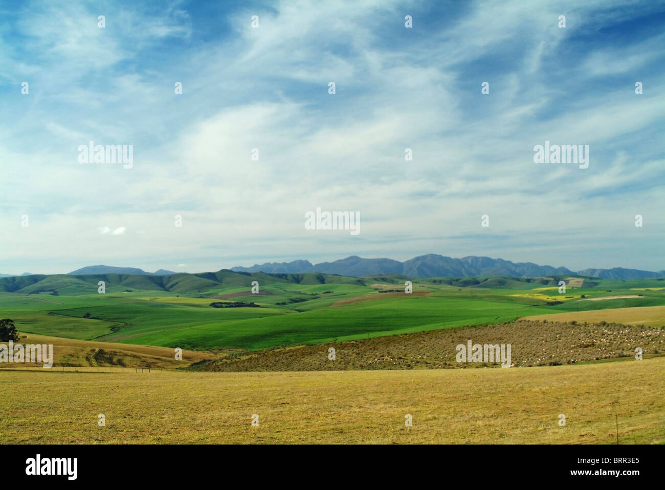 Crops growing on farmlands in the Bot River Valley Stock Photo - Alamy