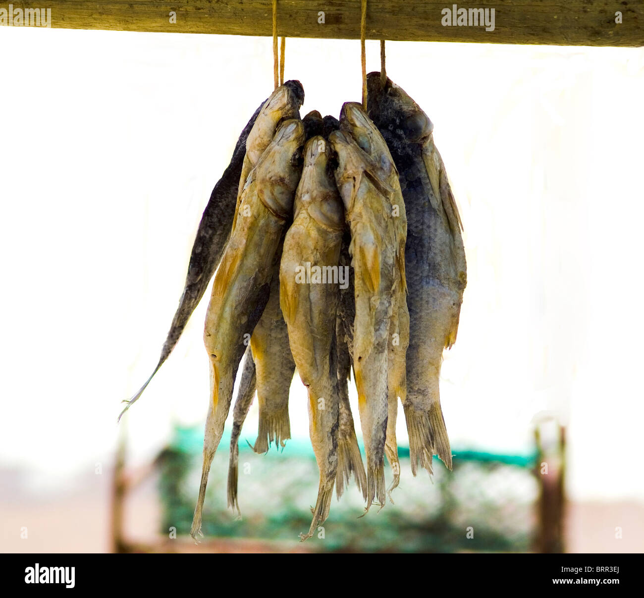 Mullet harders hi-res stock photography and images - Alamy