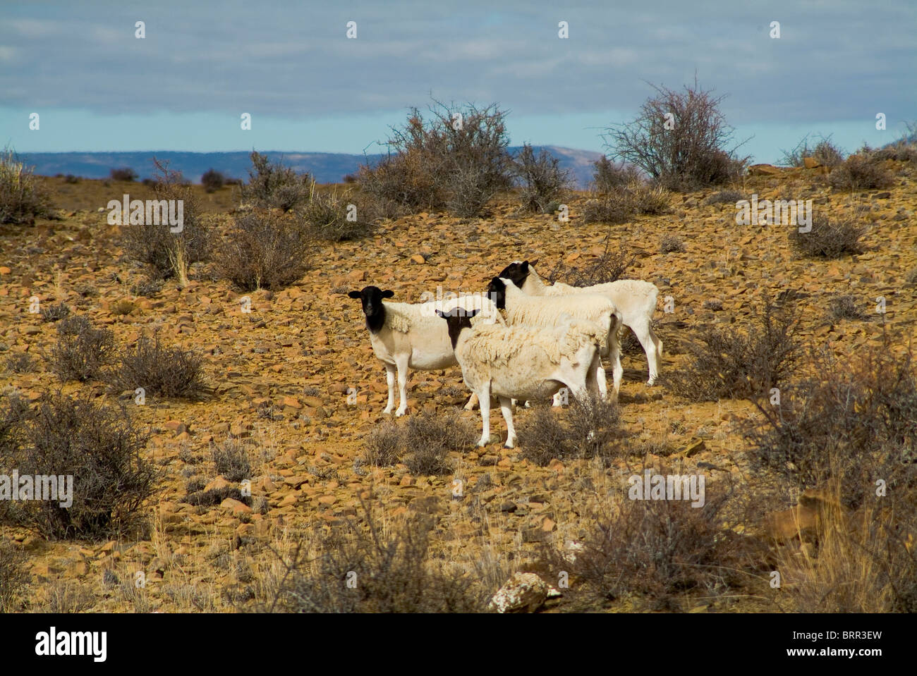 Three Dorper sheep, an indigenous South African breed Stock Photo - Alamy