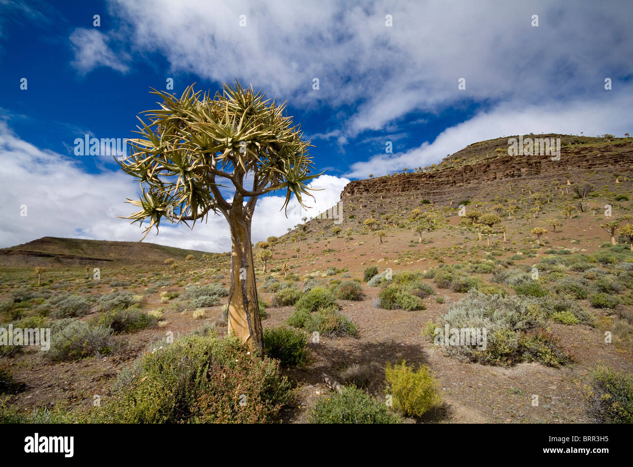 Succulent karoo of south africa tree hi-res stock photography and ...