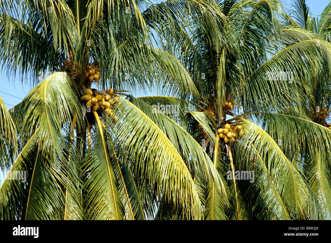 Coconut palms italy hi-res stock photography and images - Alamy