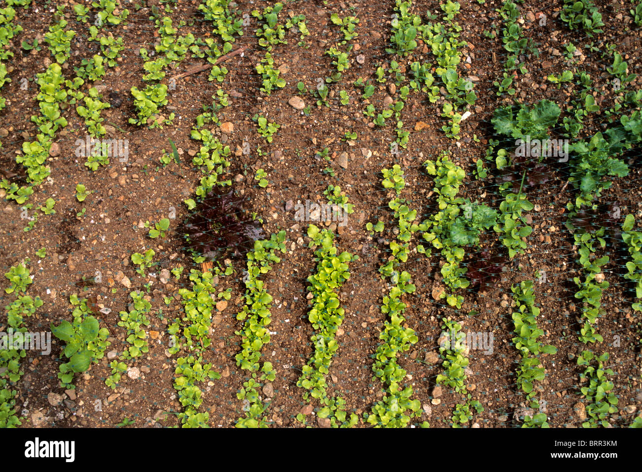 Rows of seedlings in a vegetable garden Stock Photo - Alamy