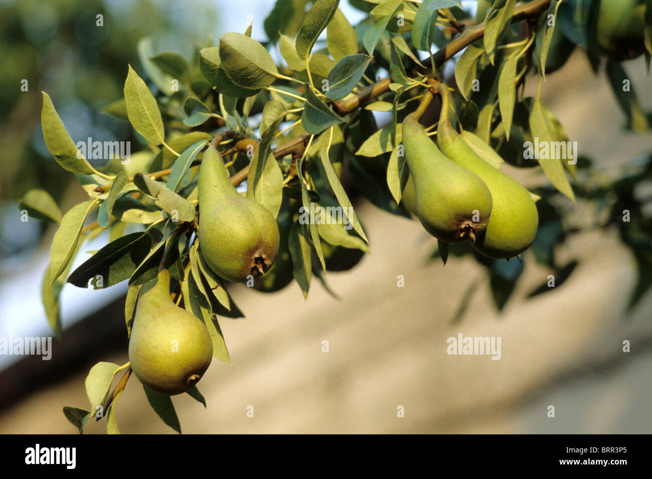 Fruit bearing pear tree hi-res stock photography and images - Alamy