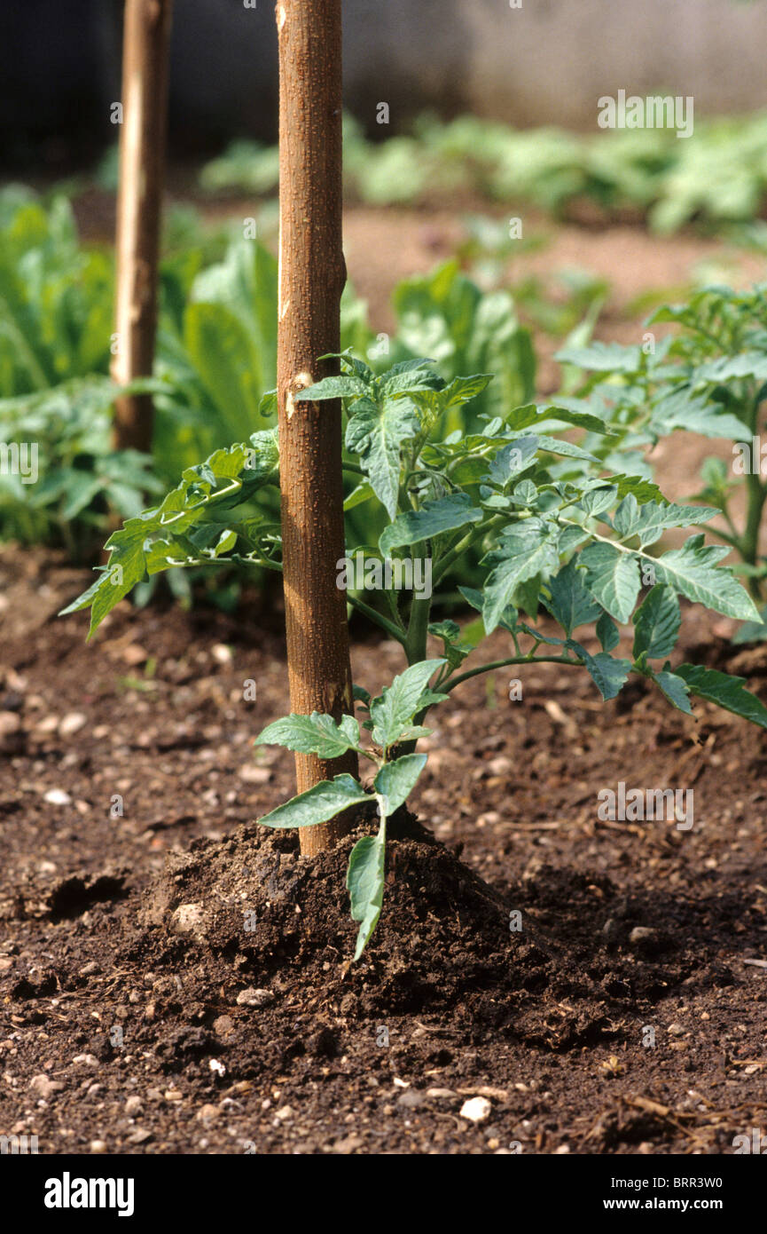Young tomato plants Stock Photo - Alamy