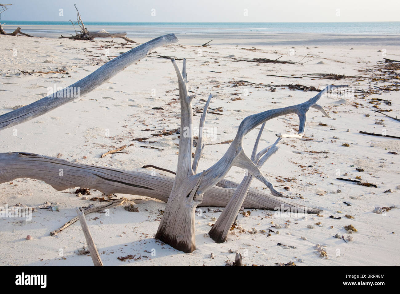 Driftwood on the beach Stock Photo - Alamy