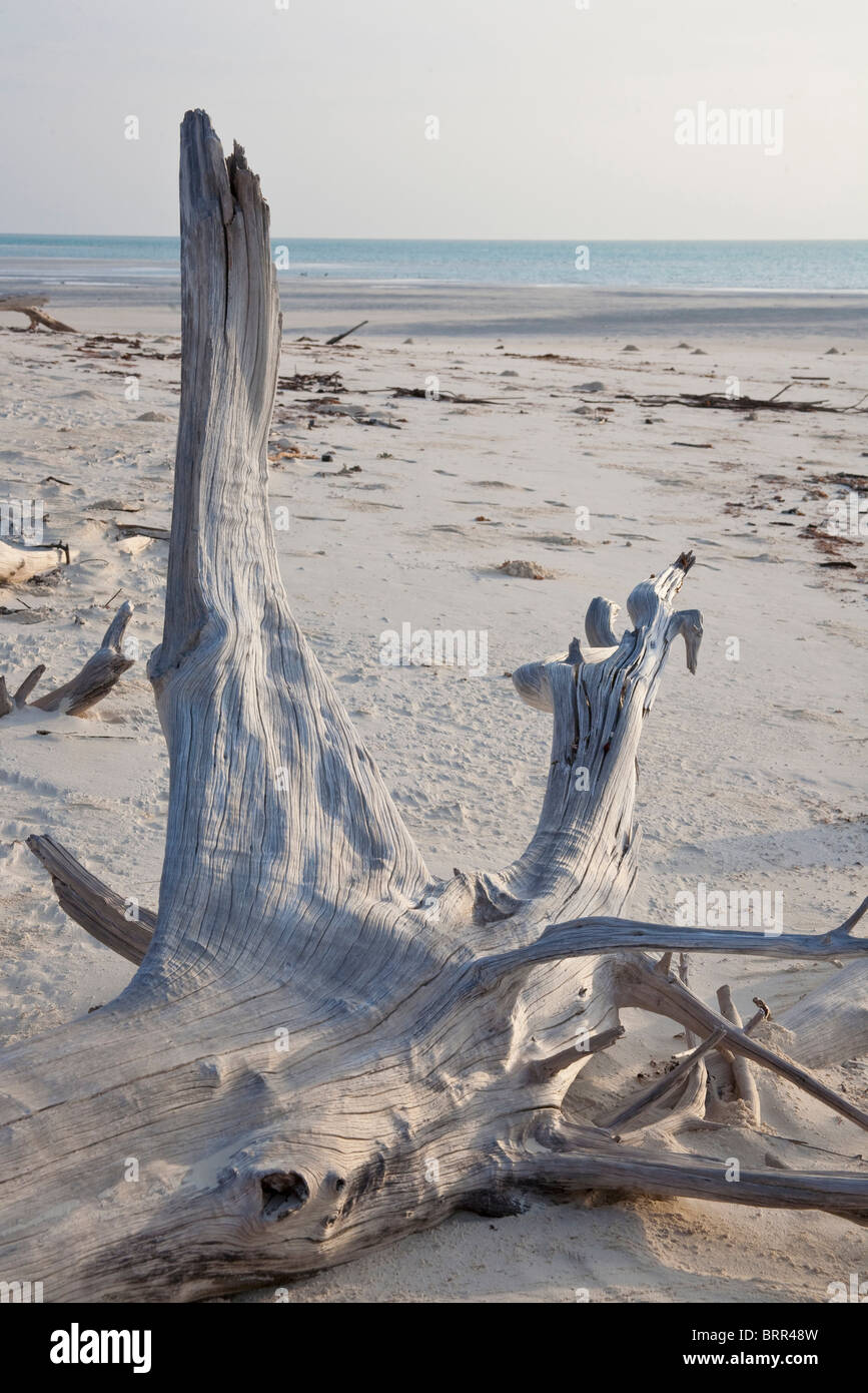 Driftwood on the beach Stock Photo - Alamy