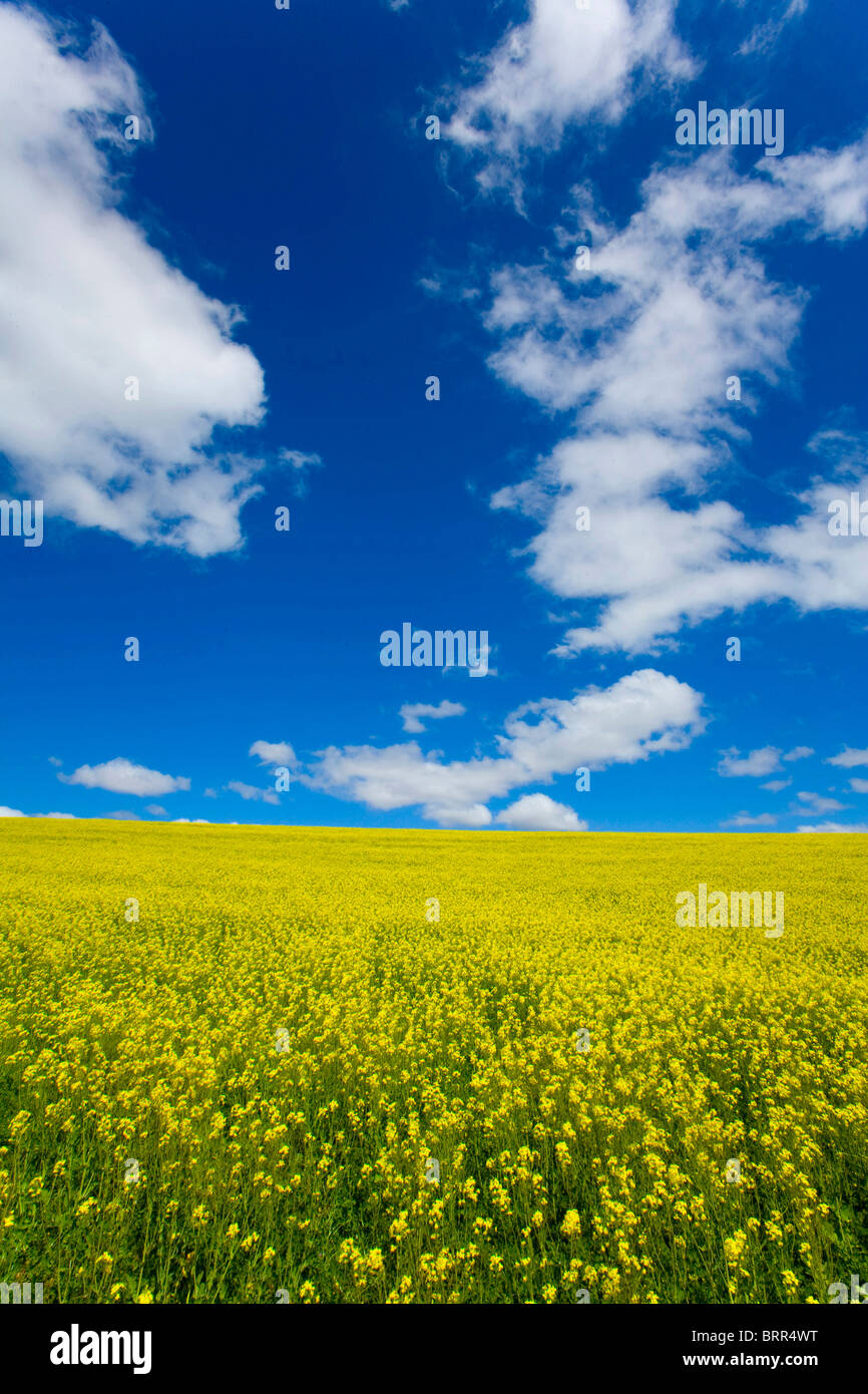 Canola fields in full bloom Stock Photo - Alamy
