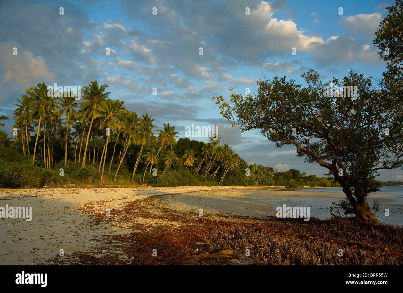 Palm trees tropical island beach hi-res stock photography and images ...