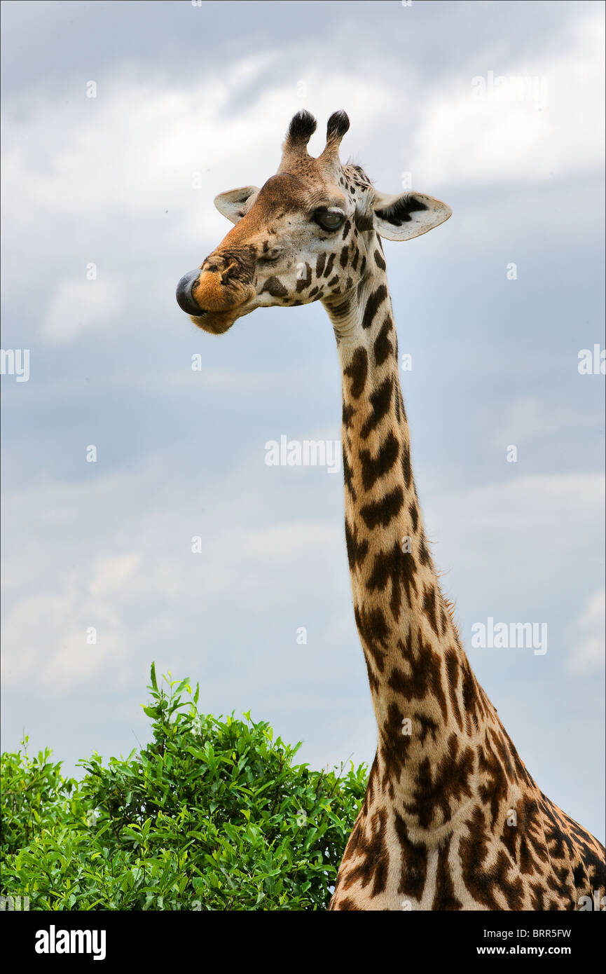 Portrait of a giraffe. A vertical portrait of a licking lips giraffe ...