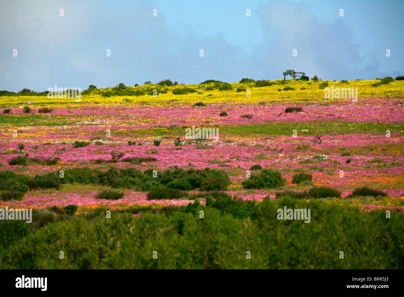 Postberg reserve hi-res stock photography and images - Alamy