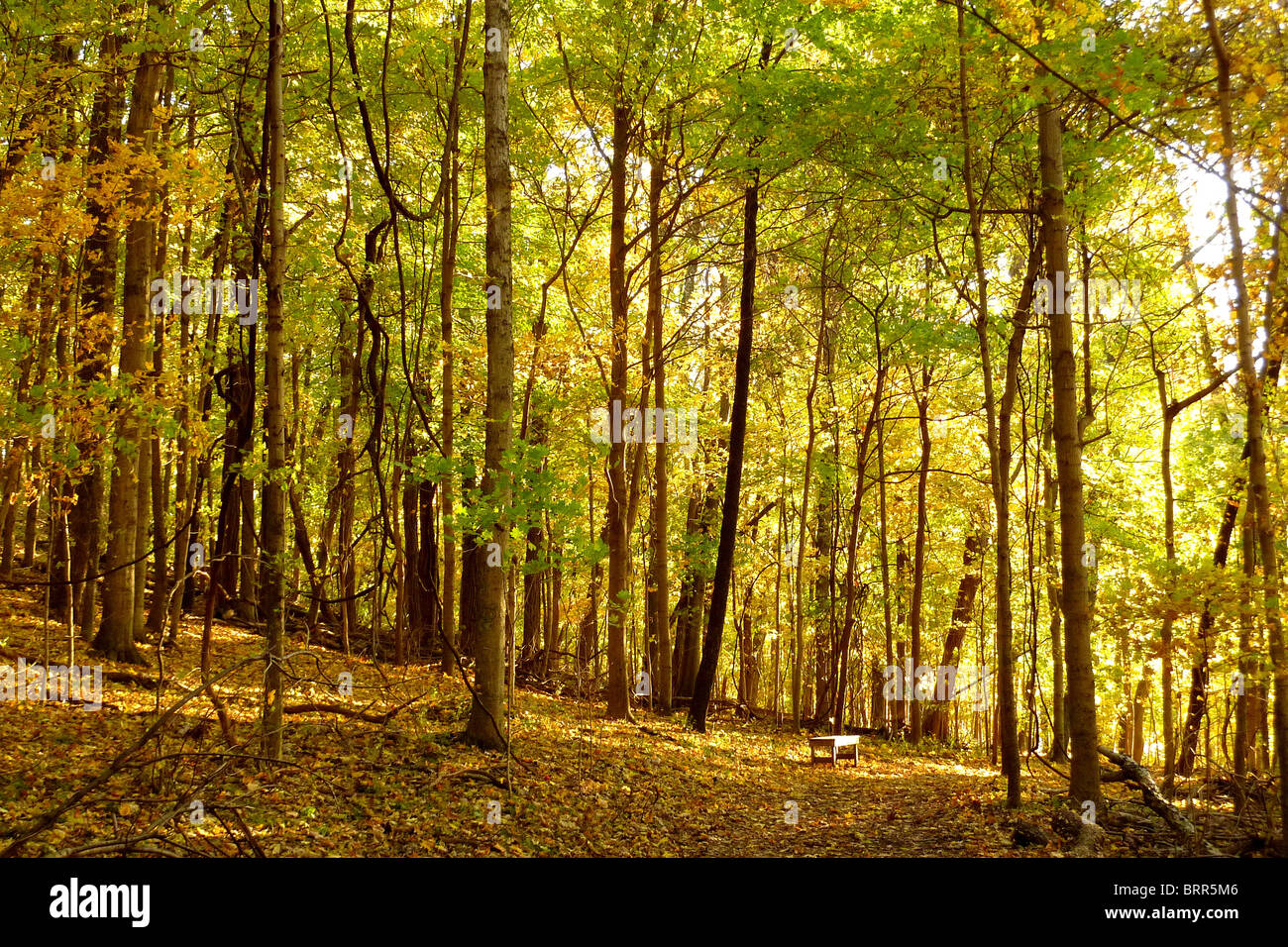 Forest at Radnor Lake in autumn Stock Photo - Alamy