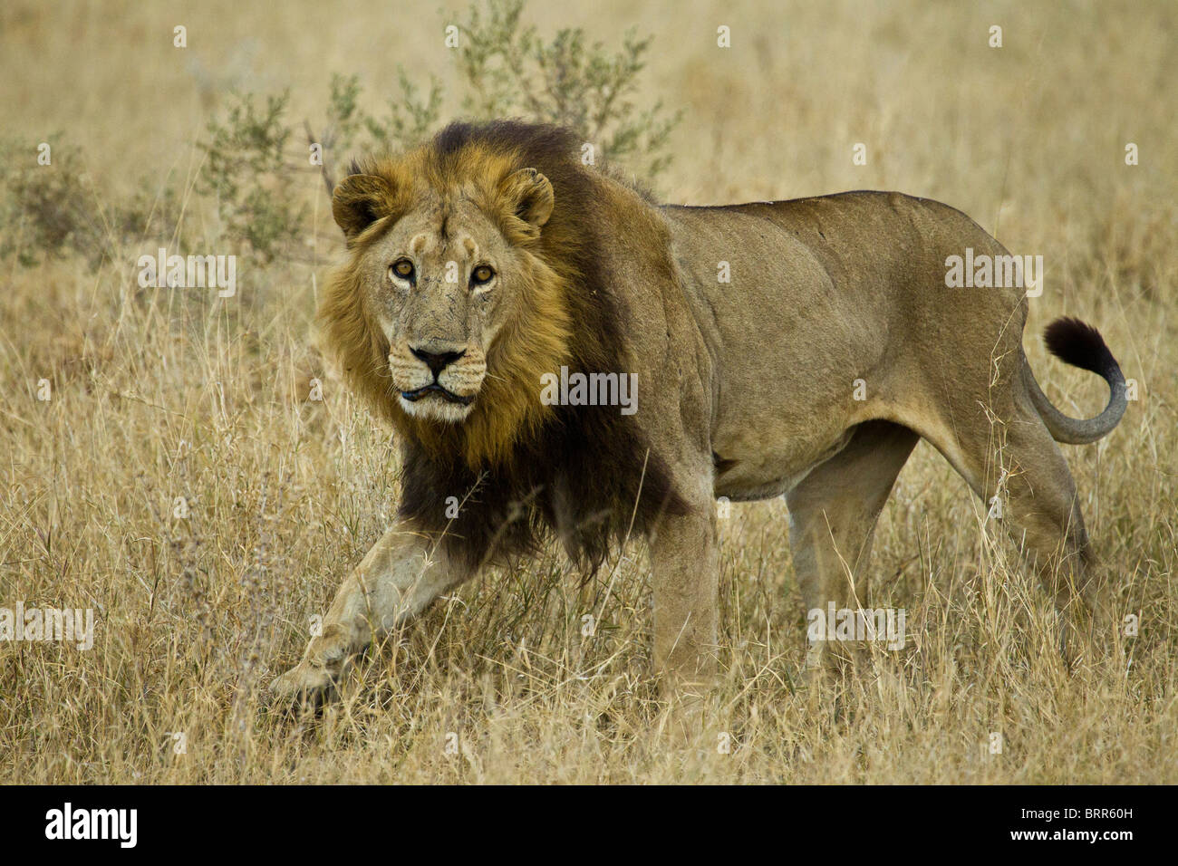 Lion stalking hi-res stock photography and images - Alamy
