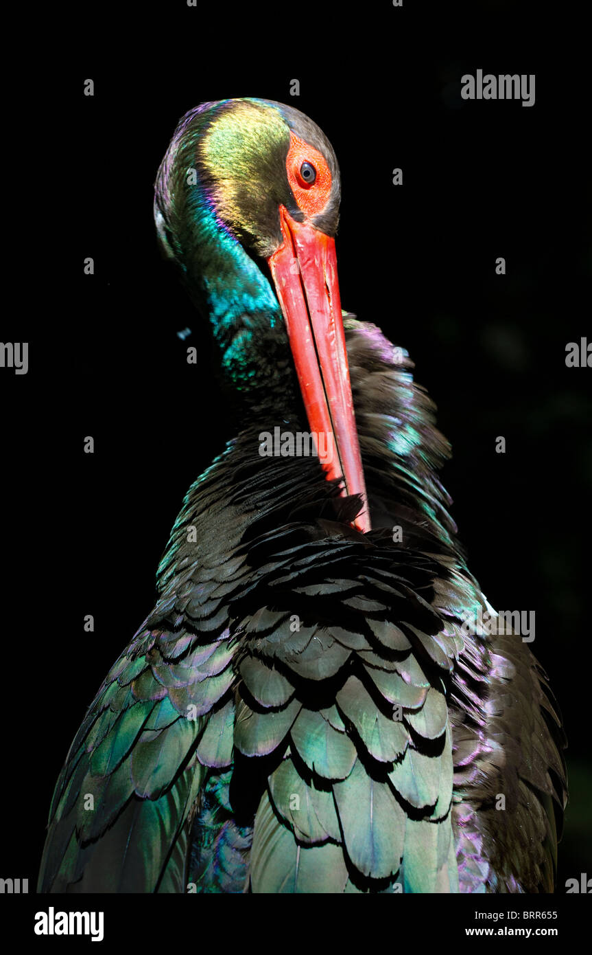 Storch vogel stork bird hi-res stock photography and images - Alamy