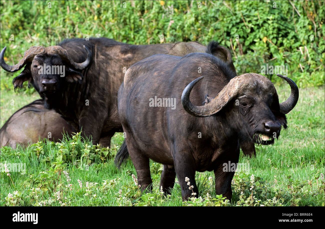 Male and female buffalo hi-res stock photography and images - Alamy