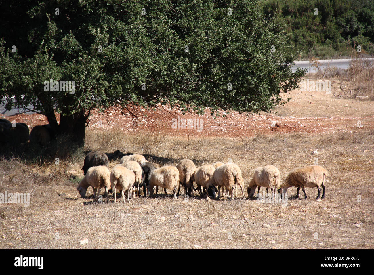 Under a big tree hi-res stock photography and images - Alamy