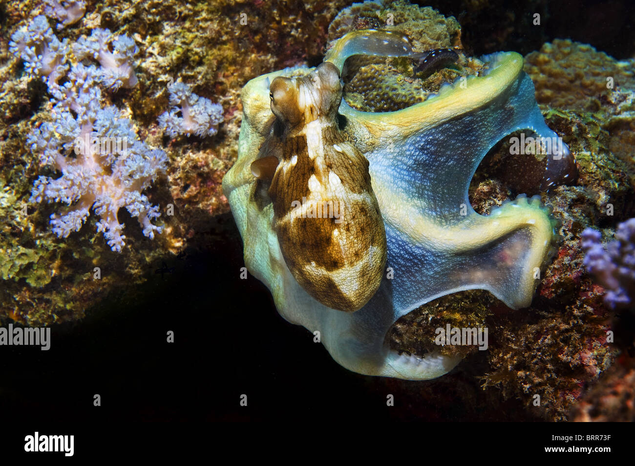 Octopus species hi-res stock photography and images - Alamy