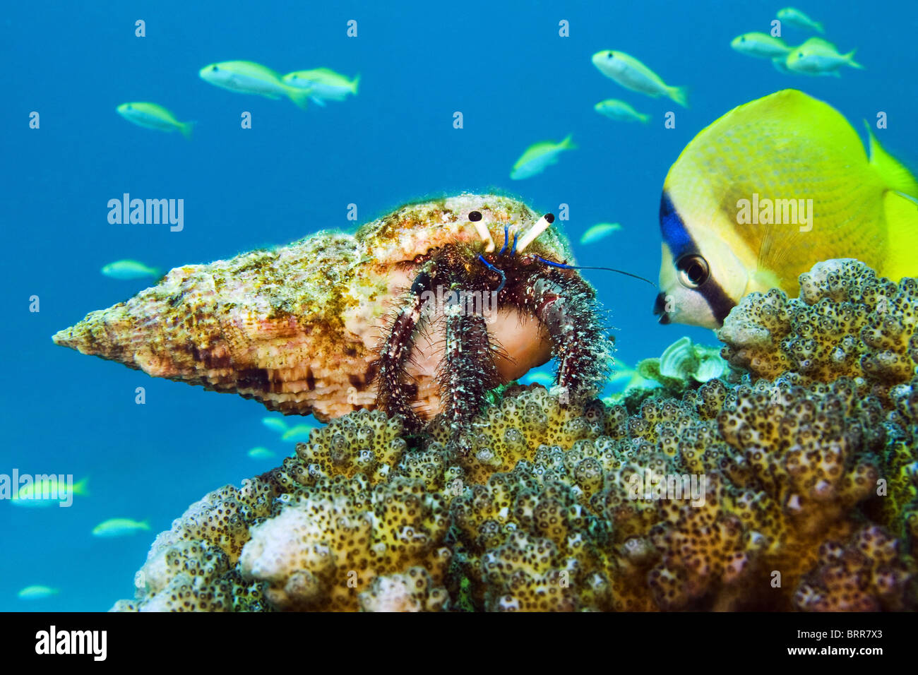 Underwater walking mauritius hi-res stock photography and images - Alamy