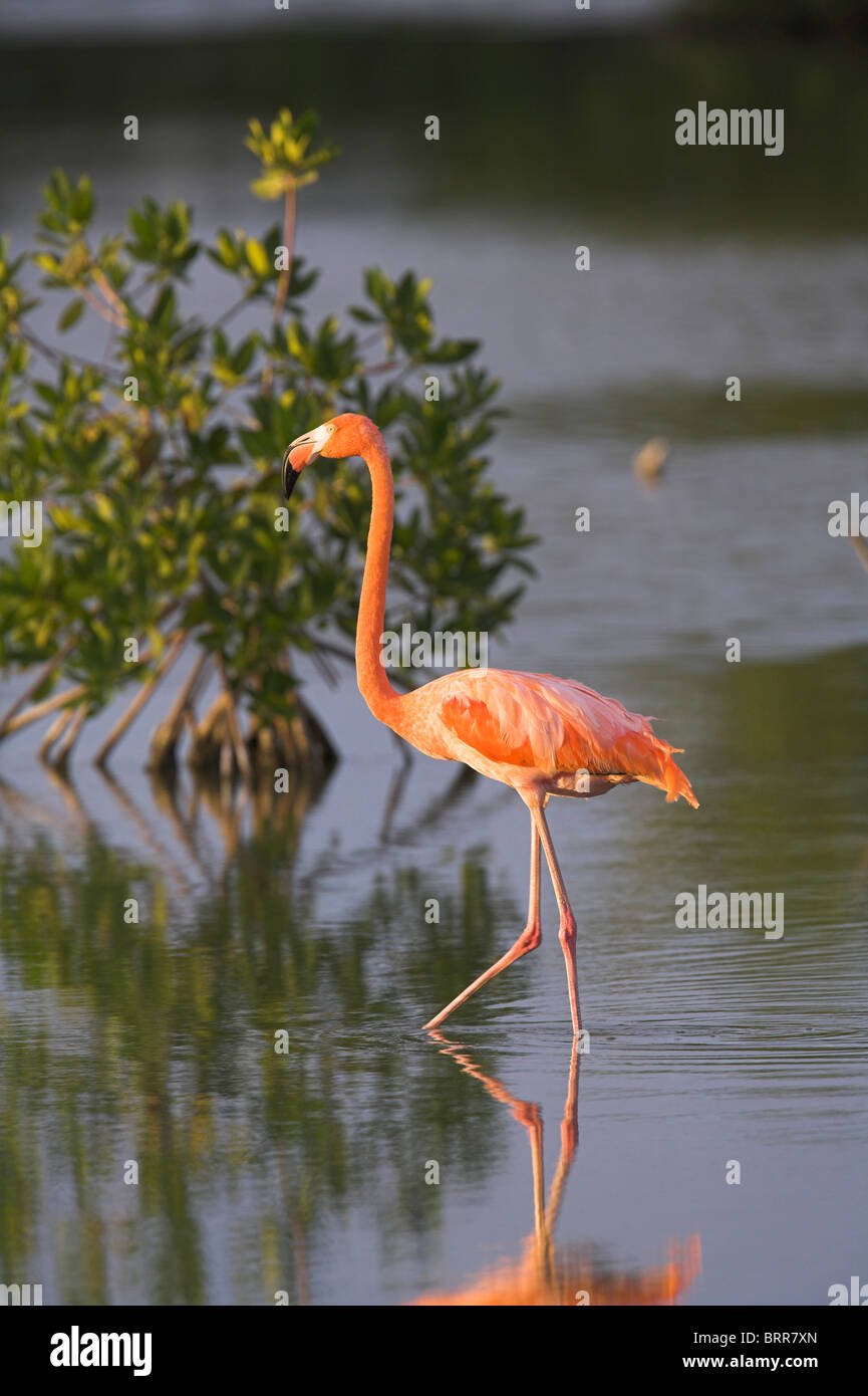 Cayo coco flamingo hi-res stock photography and images - Alamy