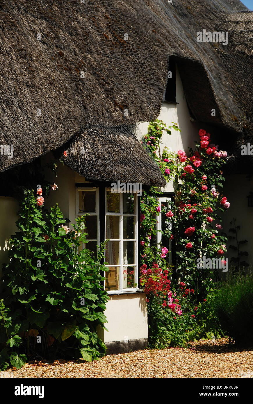 Cottage Door English Cottage Rose Cottagefine