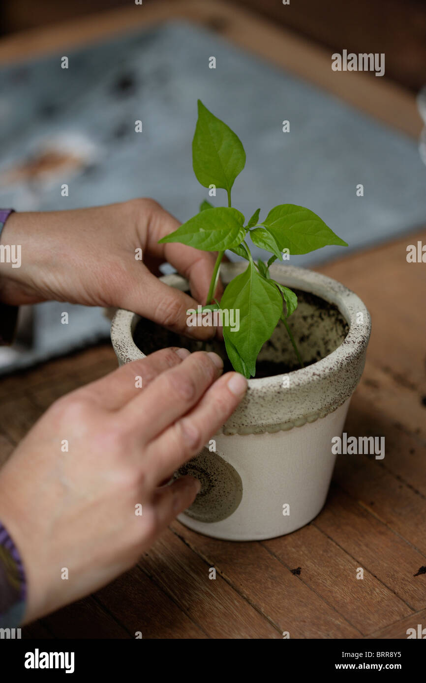 Potting Compost High Resolution Stock Photography and Images - Alamy