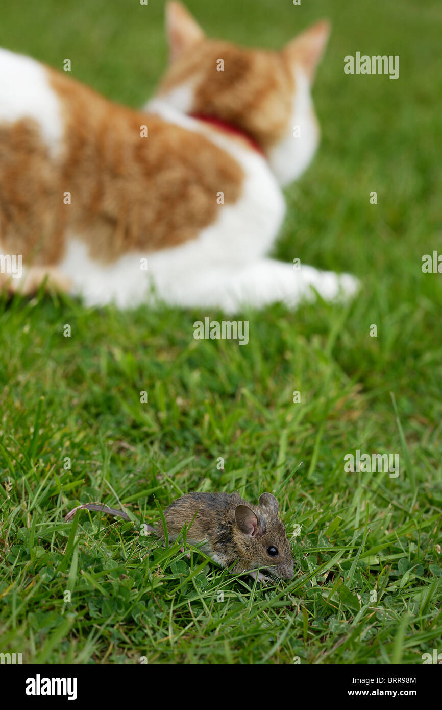 Cat and mouse Stock Photo - Alamy