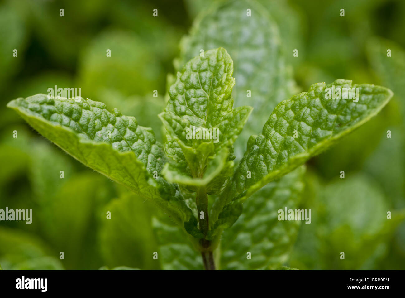 Garden mint plant hi-res stock photography and images - Alamy