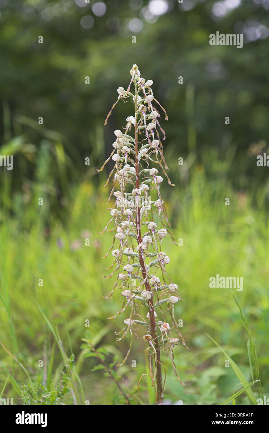 Lizard Orchid Himantoglossum hircinum along roadside verge Coalpit ...