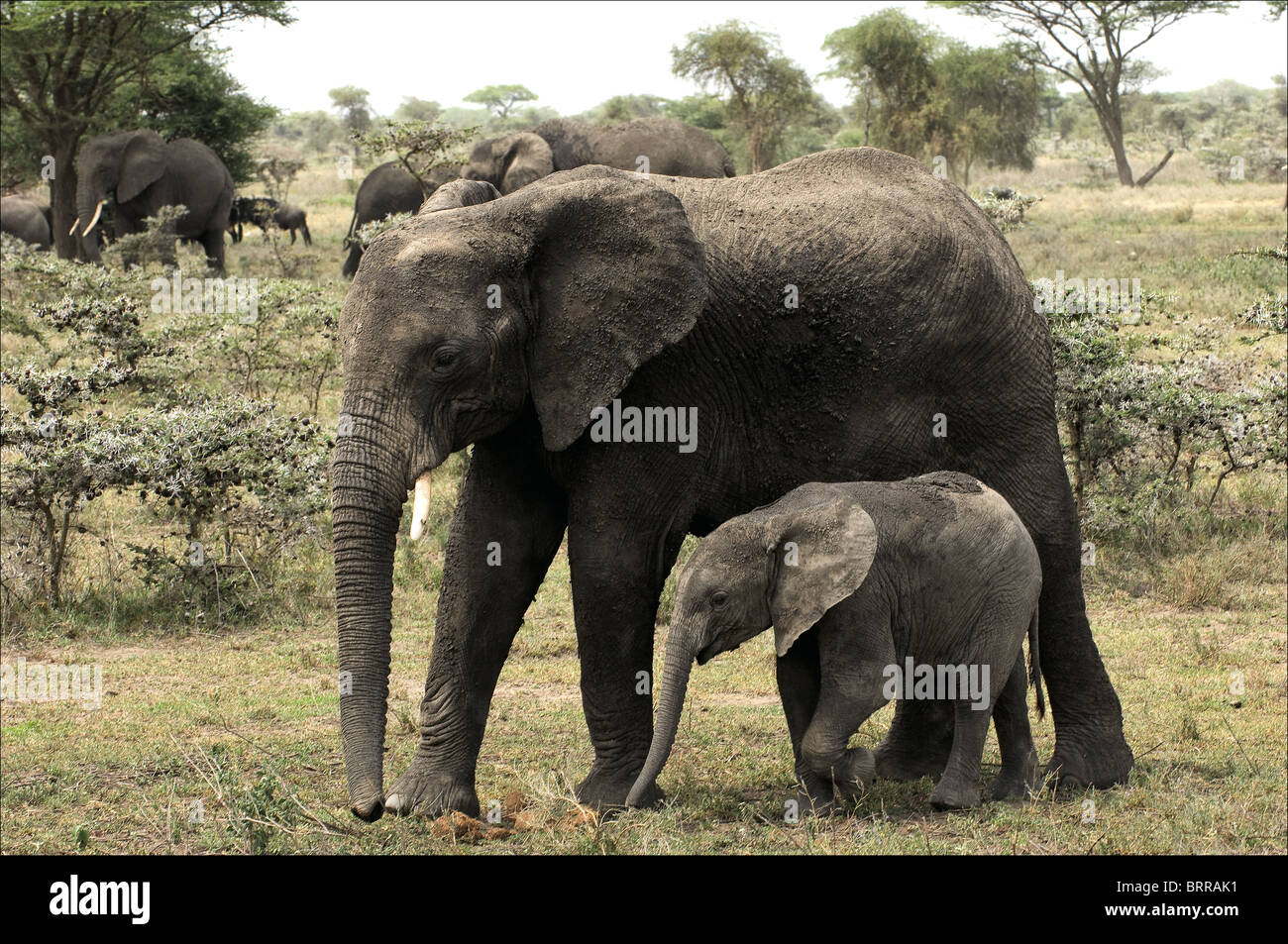 The elephant calf with mum - an elephant cow Stock Photo - Alamy