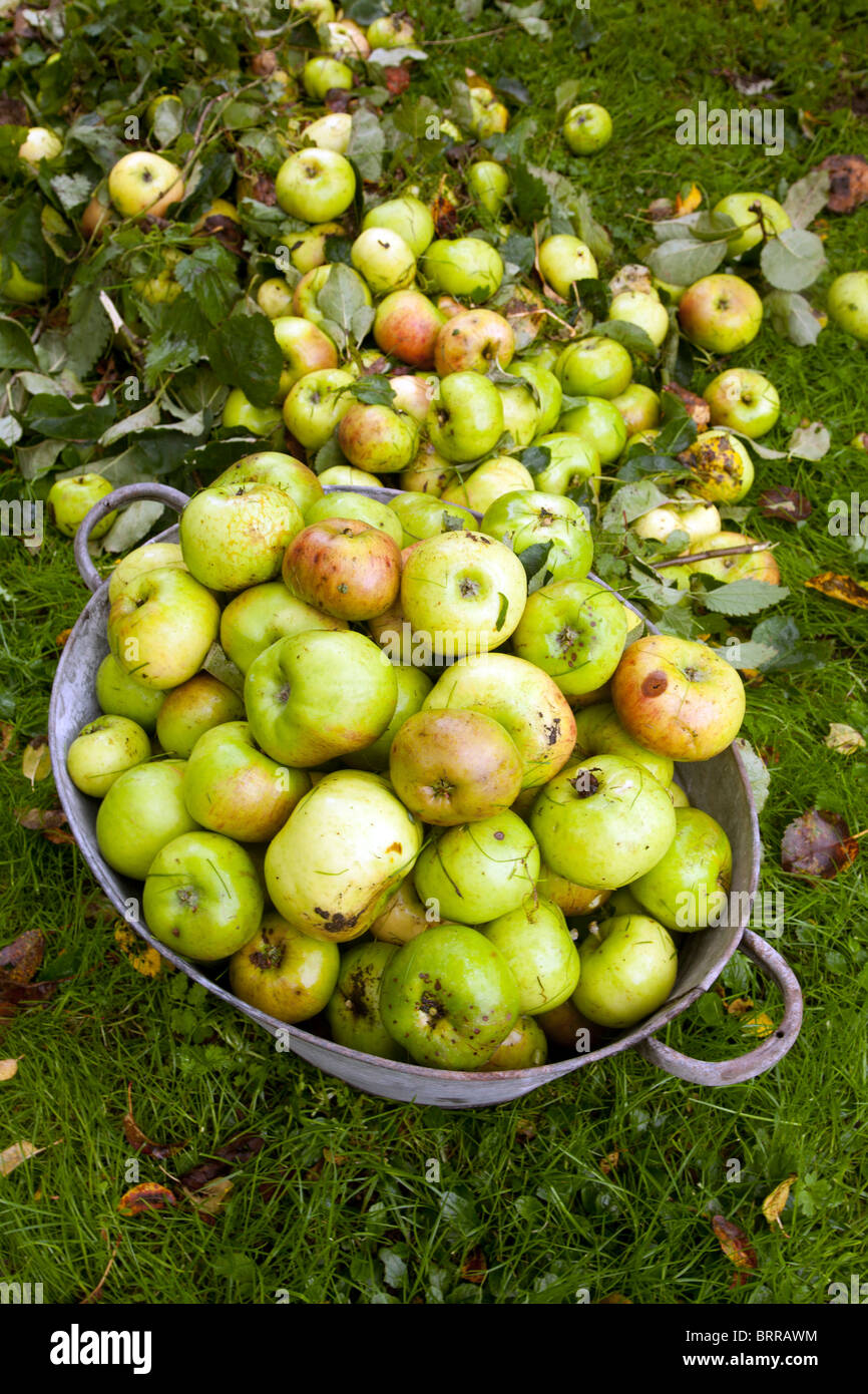 Cooking apples hi-res stock photography and images - Alamy