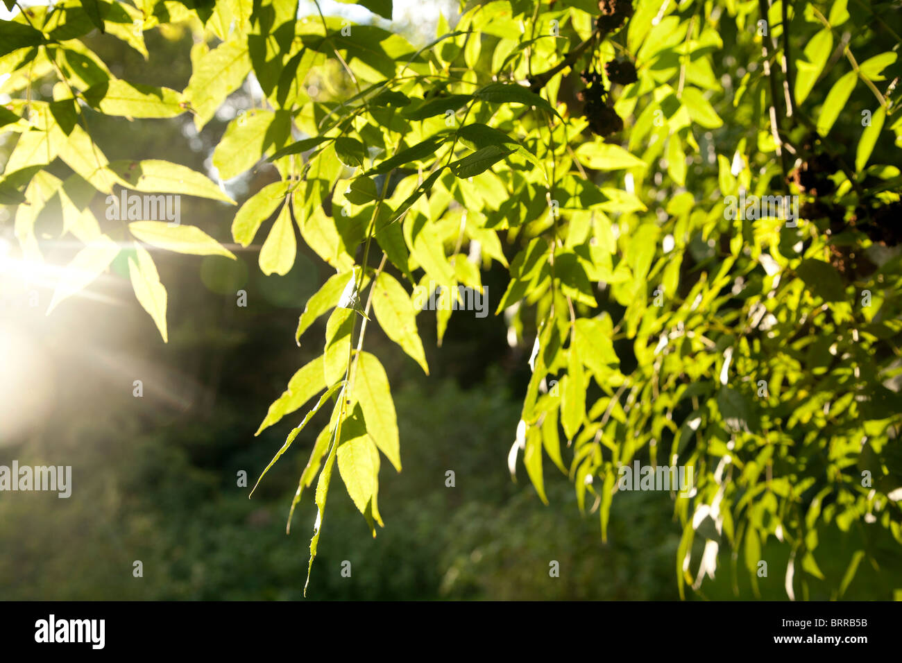 Ash tree leaves hi-res stock photography and images - Alamy