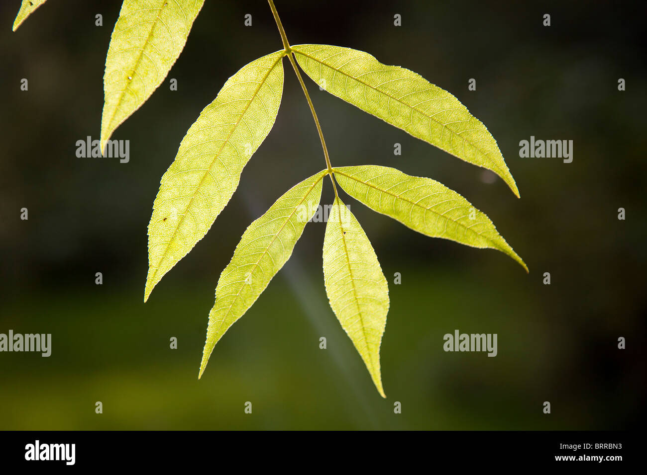 Ash tree leaves hi-res stock photography and images - Alamy