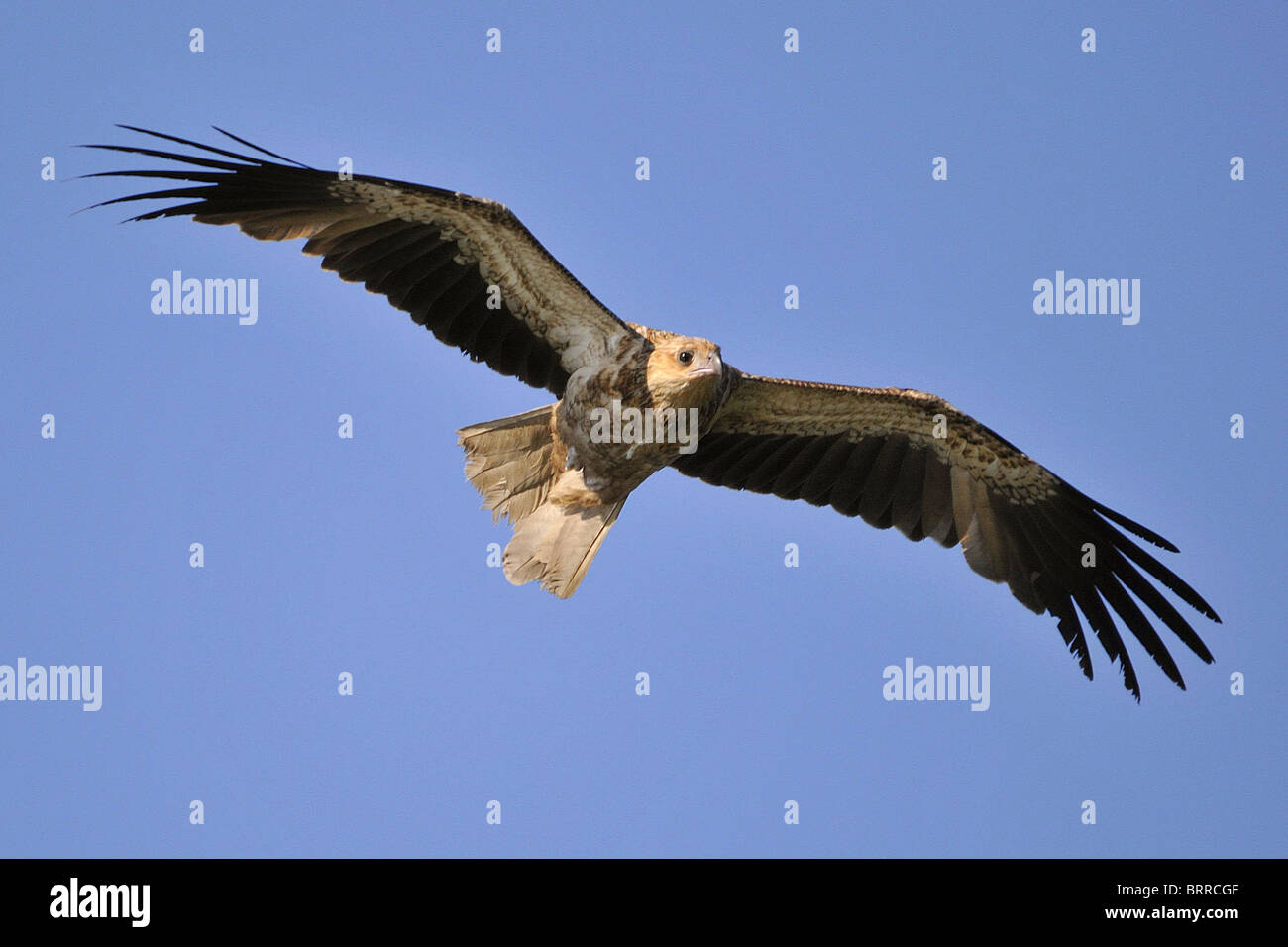 Whistling kite hi-res stock photography and images - Alamy