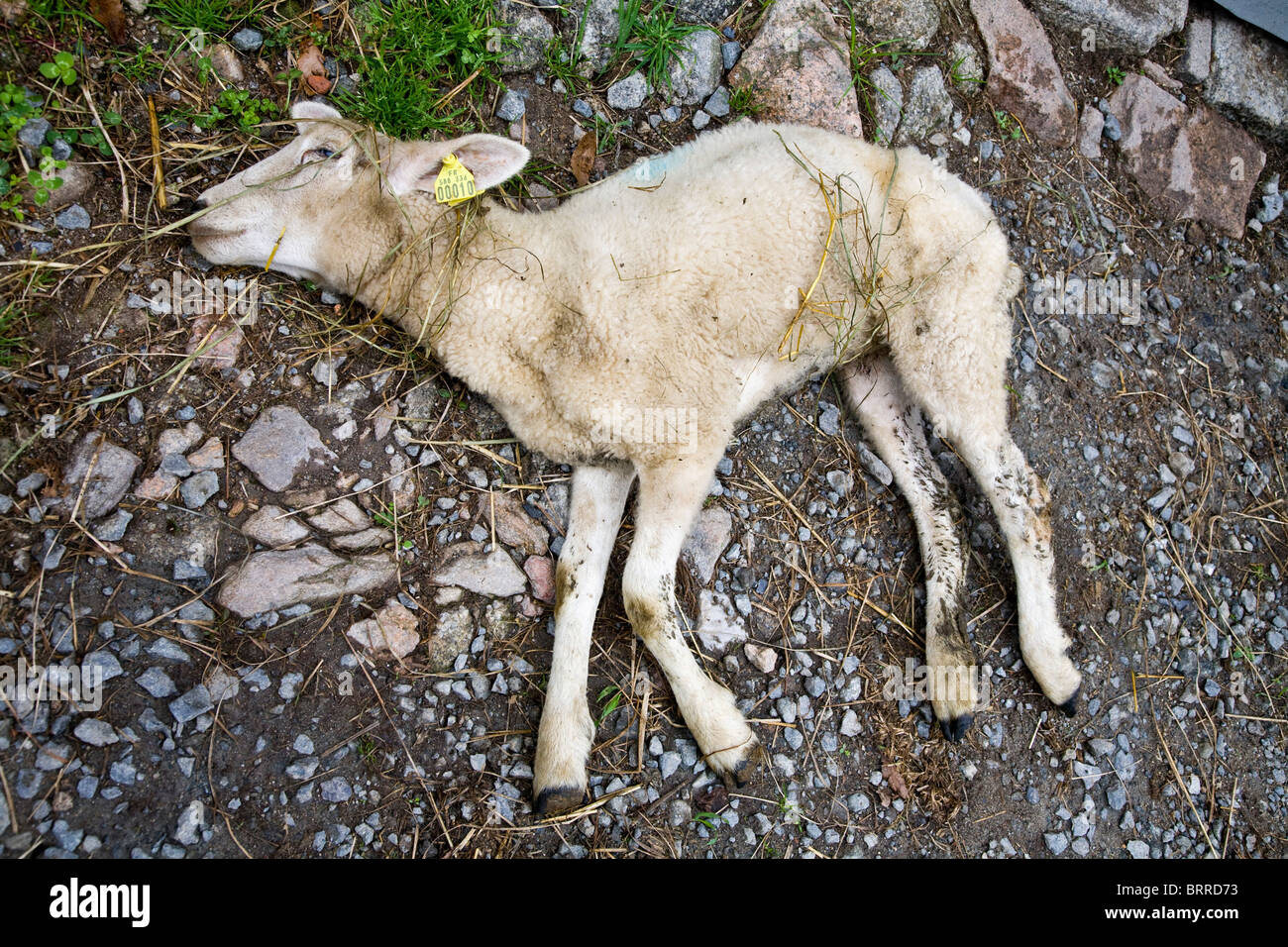 Dead Sheep laying on the ground outside of a barn in France Stock Photo ...