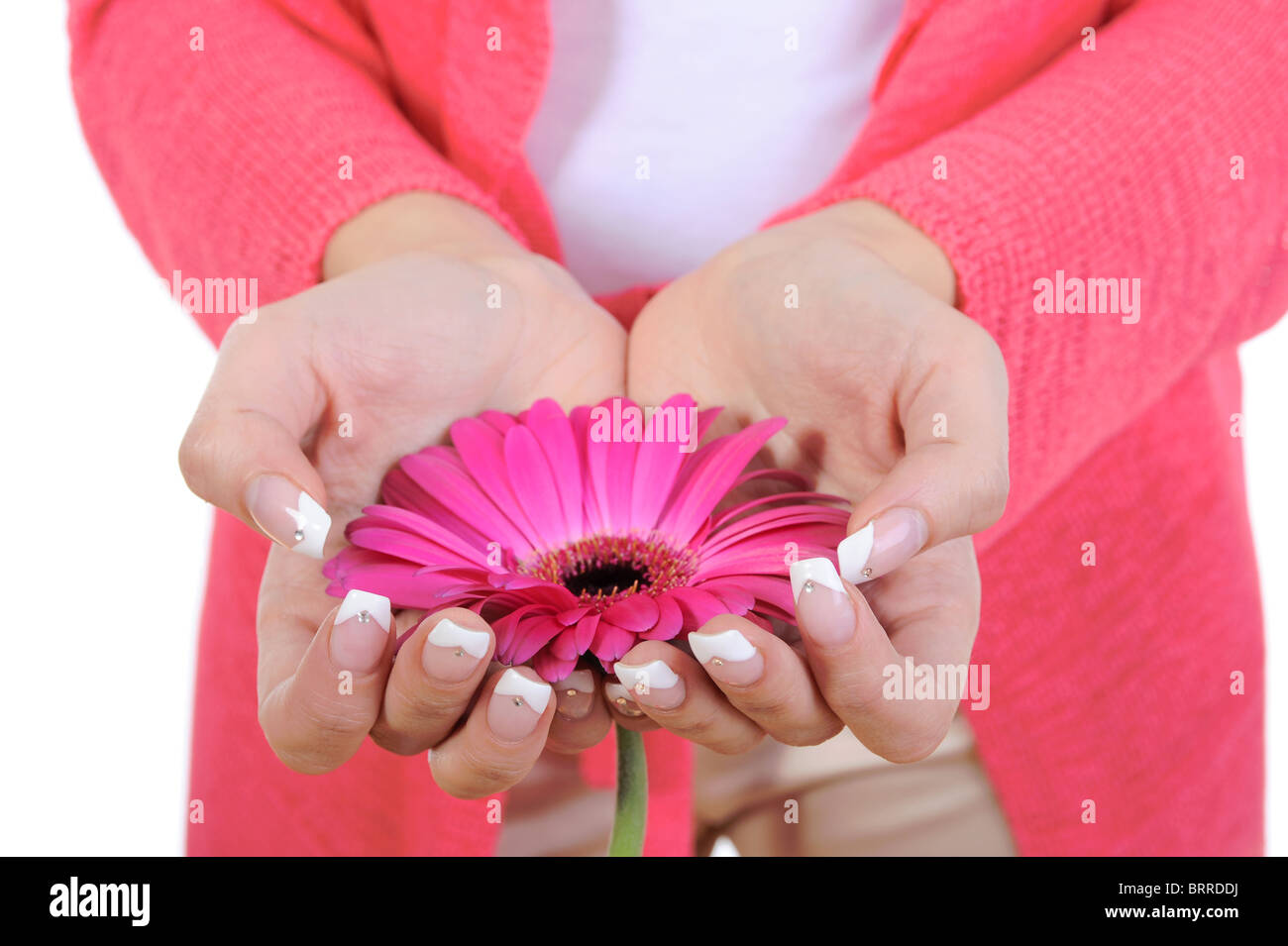 flower in female hands Stock Photo - Alamy