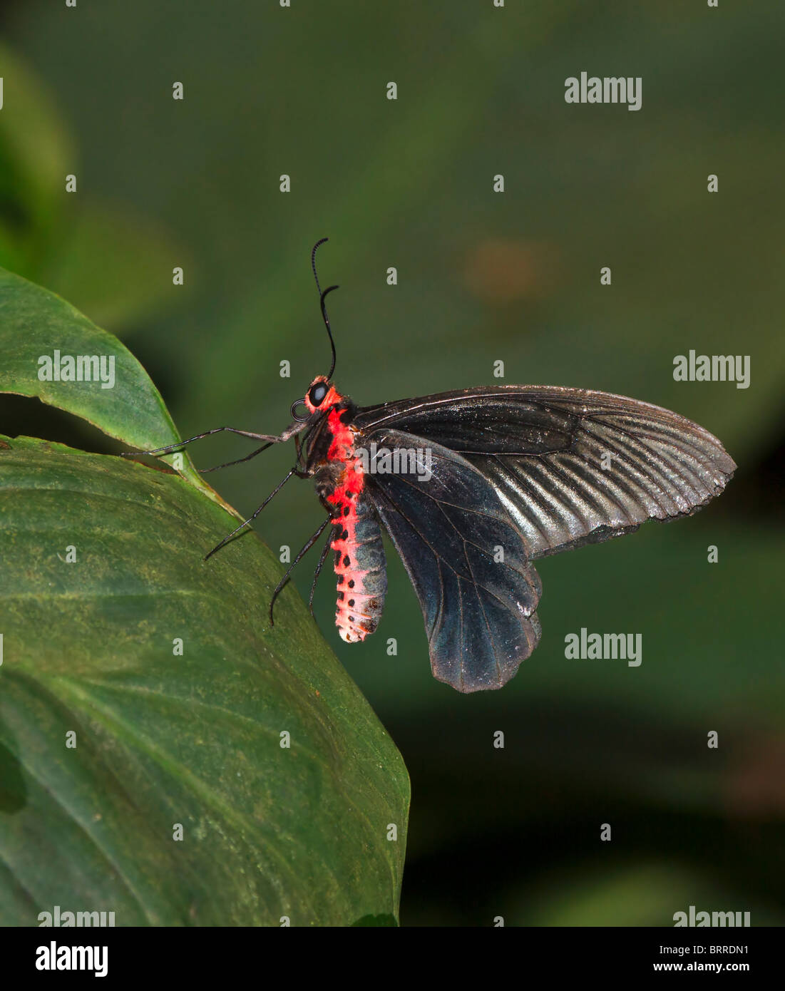 Red Swallowtail Butterfly