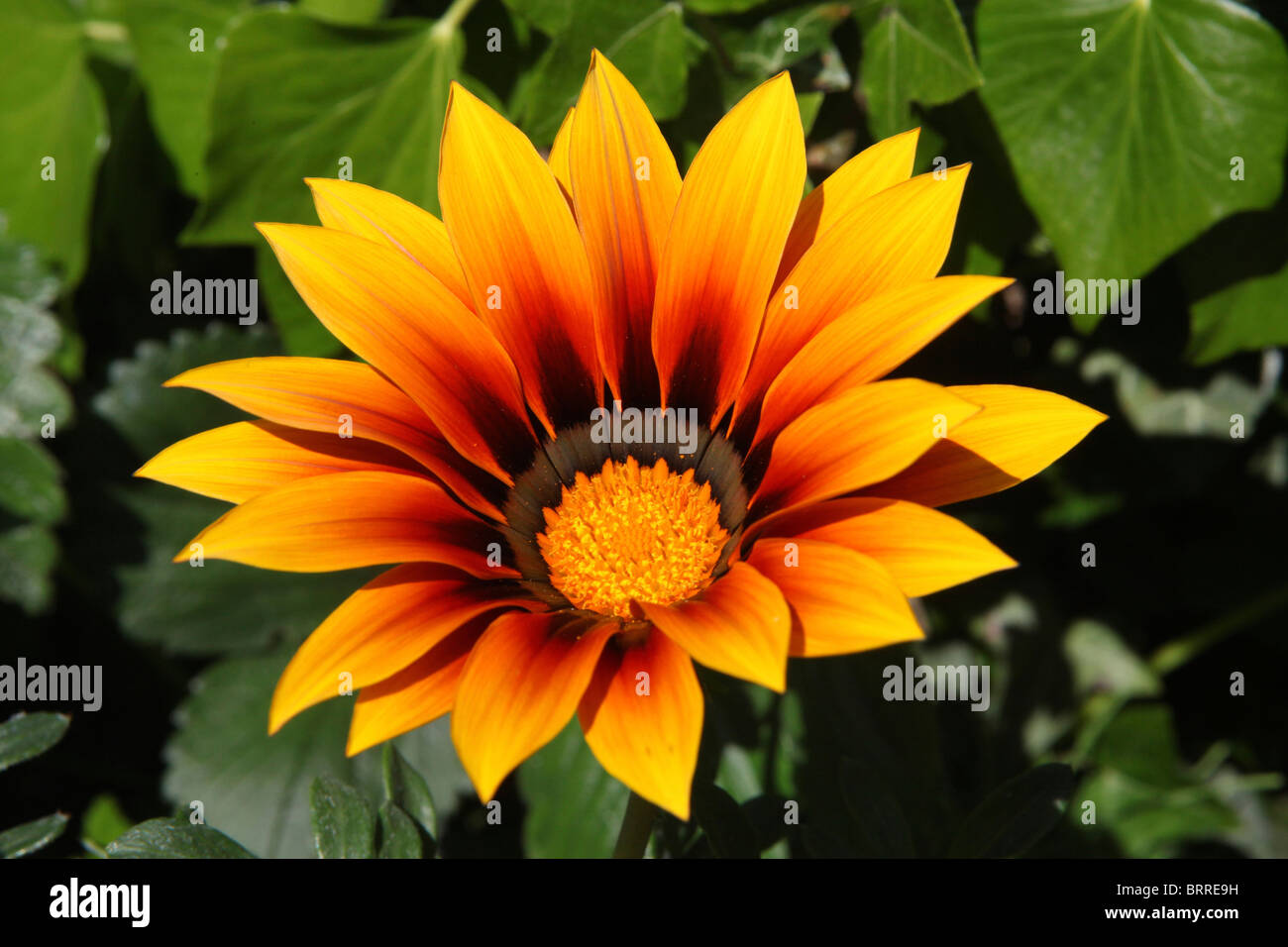Dutch flower hi-res stock photography and images - Alamy